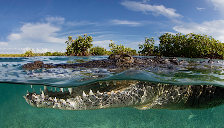 Home - Stephen Frink