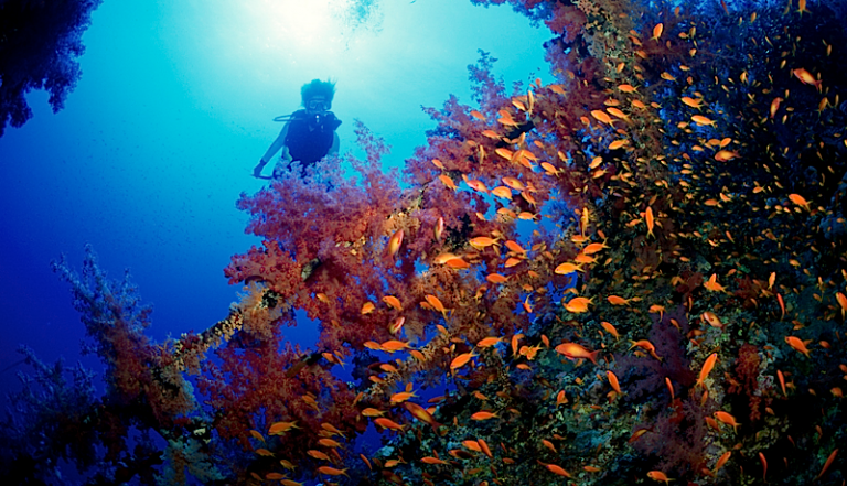 Home - Stephen Frink