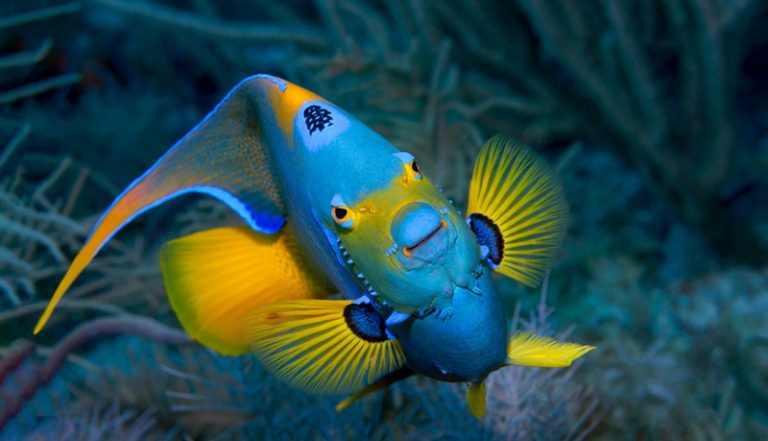 Home - Stephen Frink