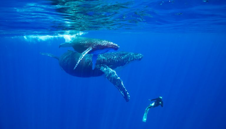 Home - Stephen Frink